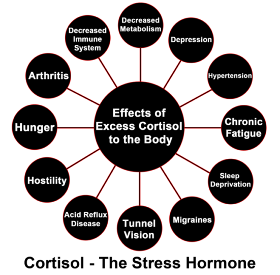 Cortisol:10 Negative Health Effects + Surprising Benefits - SelfHacked