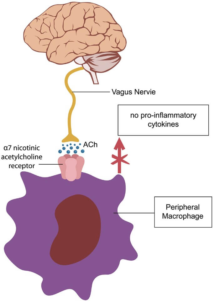 Galantamine Uses Side Effects And More SelfHacked Galantamine Uses Side Effects And More SelfHacked
