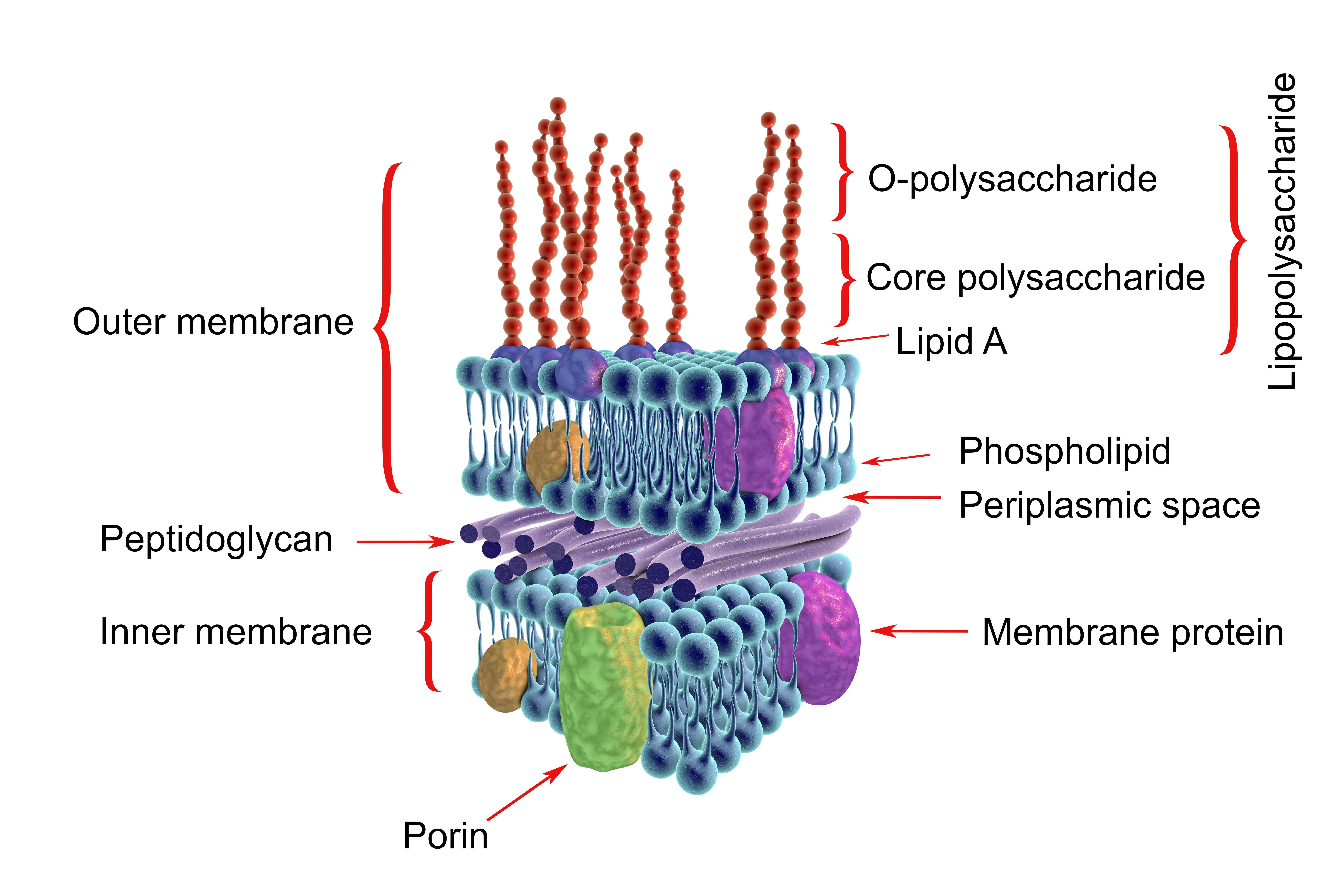 How To Fix A Leaky Blood Brain Barrier SelfHacked How To Fix A Leaky Blood Brain Barrier SelfHacked