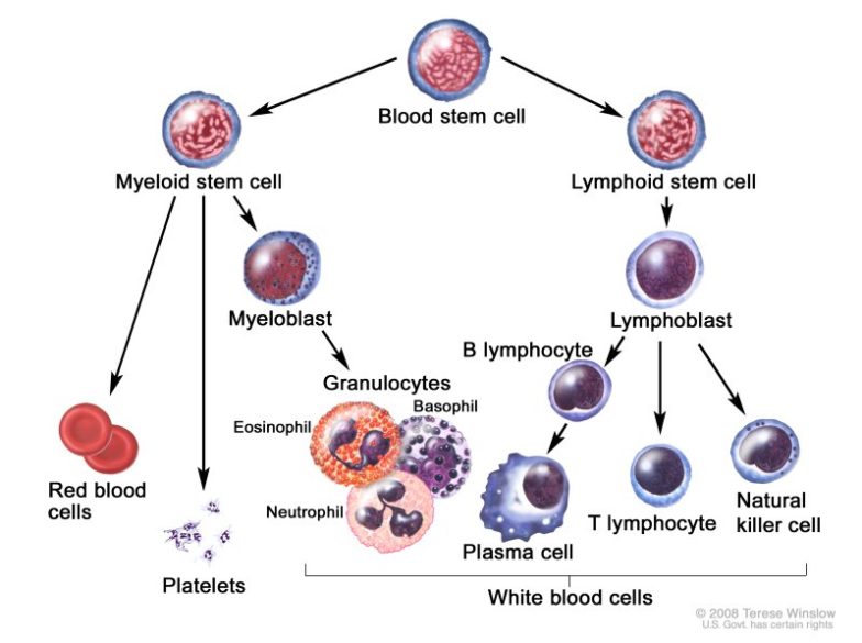 High/Low Lymphocyte Count + Functions & How to Normalize - SelfHacked
