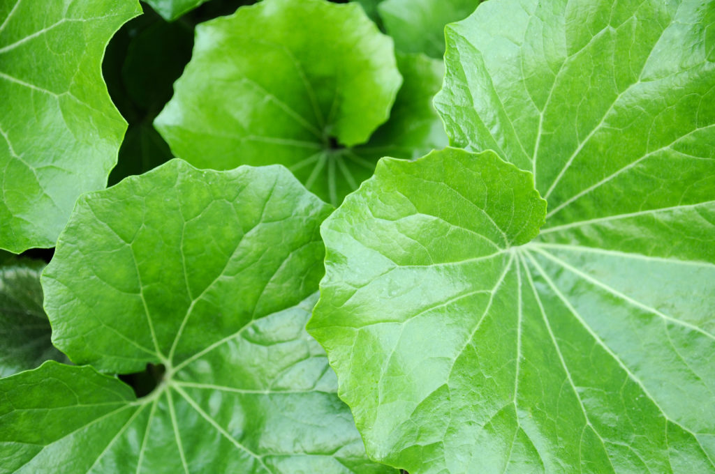 4 Butterbur Benefits (Migraines, Allergies) + Side Effects - SelfHacked