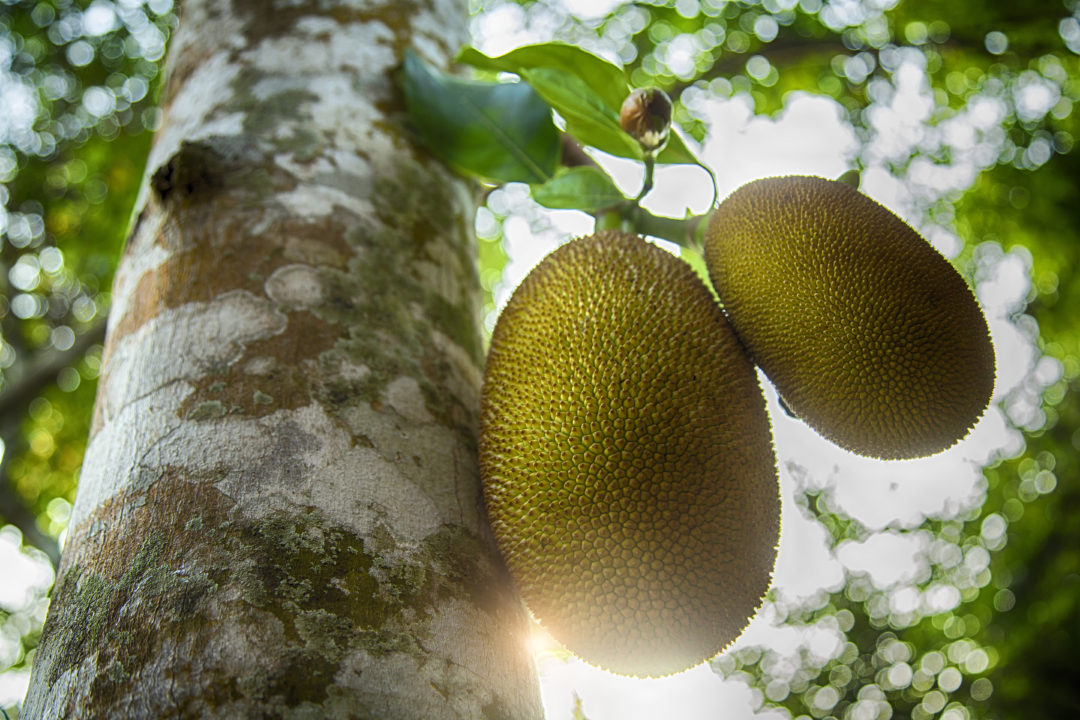 8 Jackfruit Health Benefits + Nutrition & Side Effects - SelfHacked