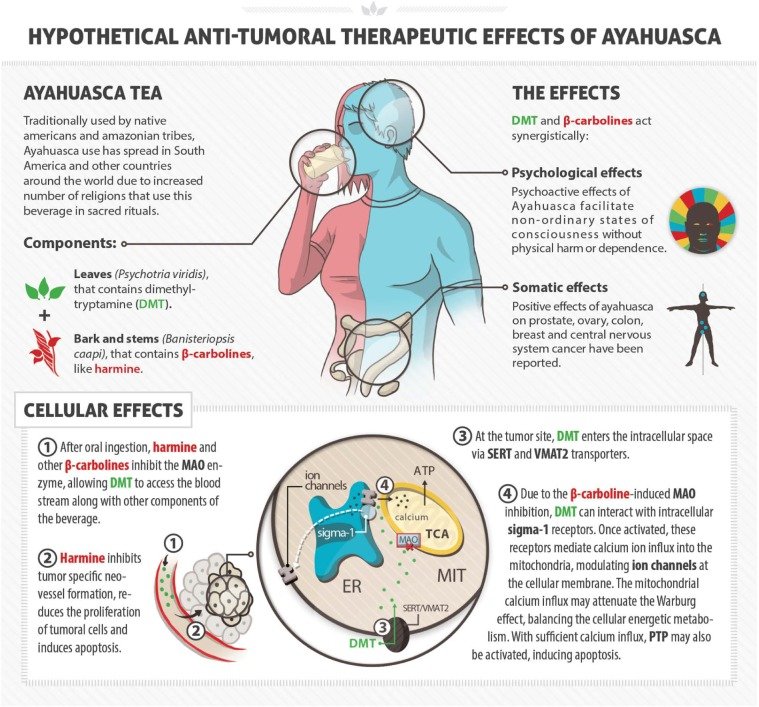 Ayahuasca Risks Side Effects Experiences New Research Selfhacked