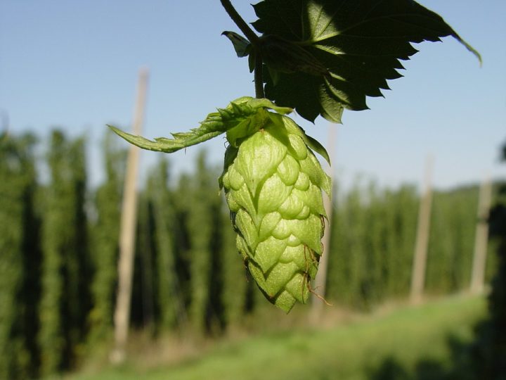 10+ Promising Benefits of Hops Plant & Extract - SelfHacked